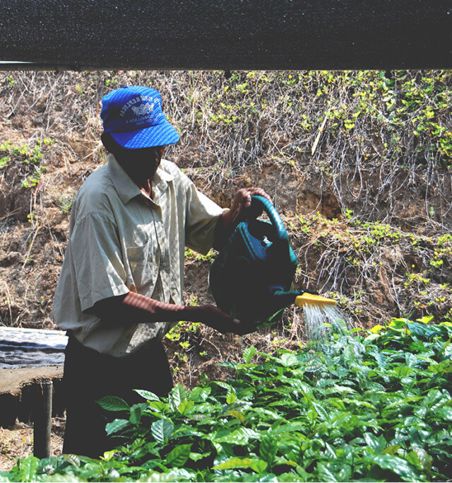 El cafeto o la planta del café. Estructura, crecimiento | El Magnífico