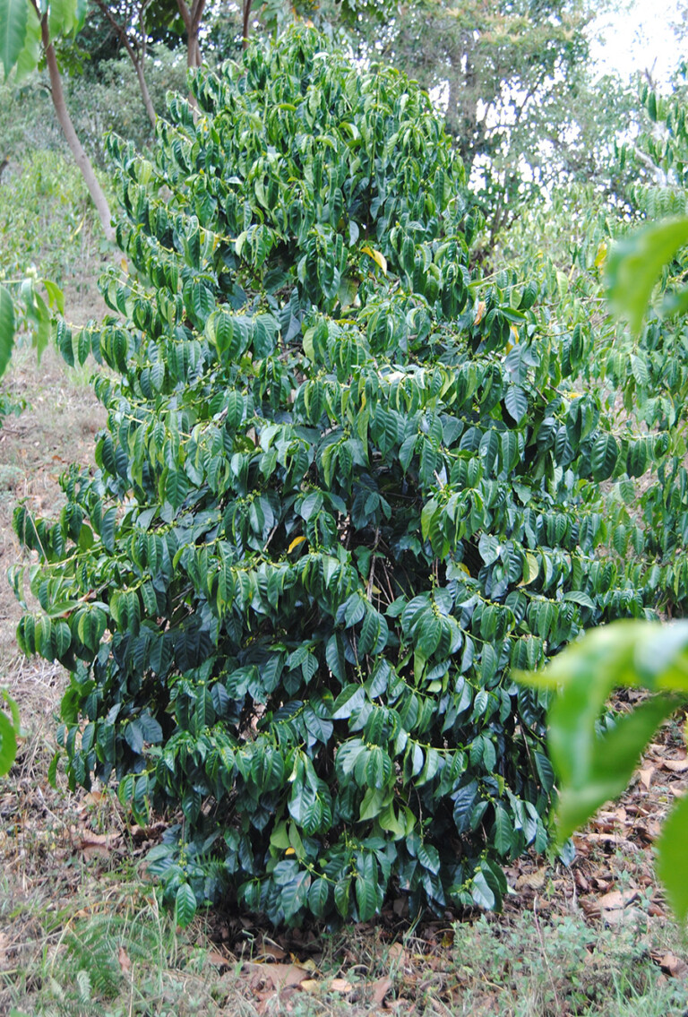 Café Geisha. Historia, cultivo y preparación | Cafés El Magnífico